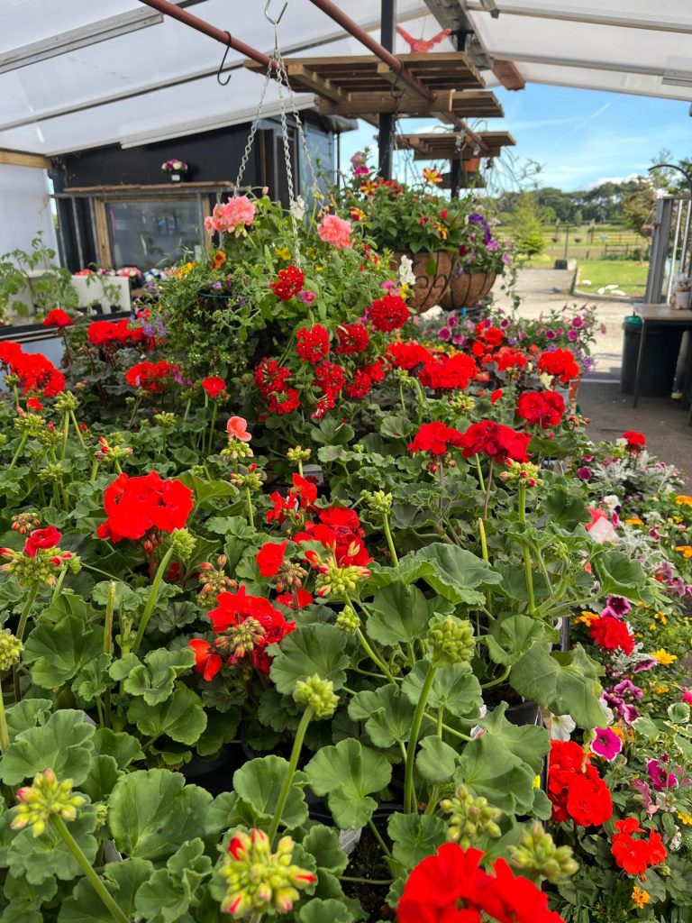 Larton Livery | Larton In Bloom in Frankby, Wirral